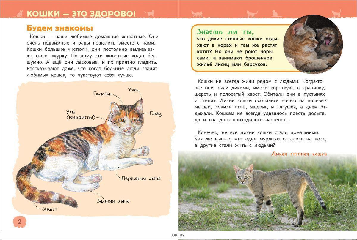 Купить Энциклопедия для детского сада «Кошки и котята» в Минске в ...